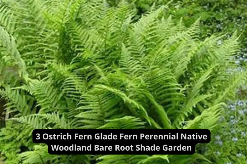 3 Ostrich Fern Bare Roots: Native Woodland Shade Plant - Etsy