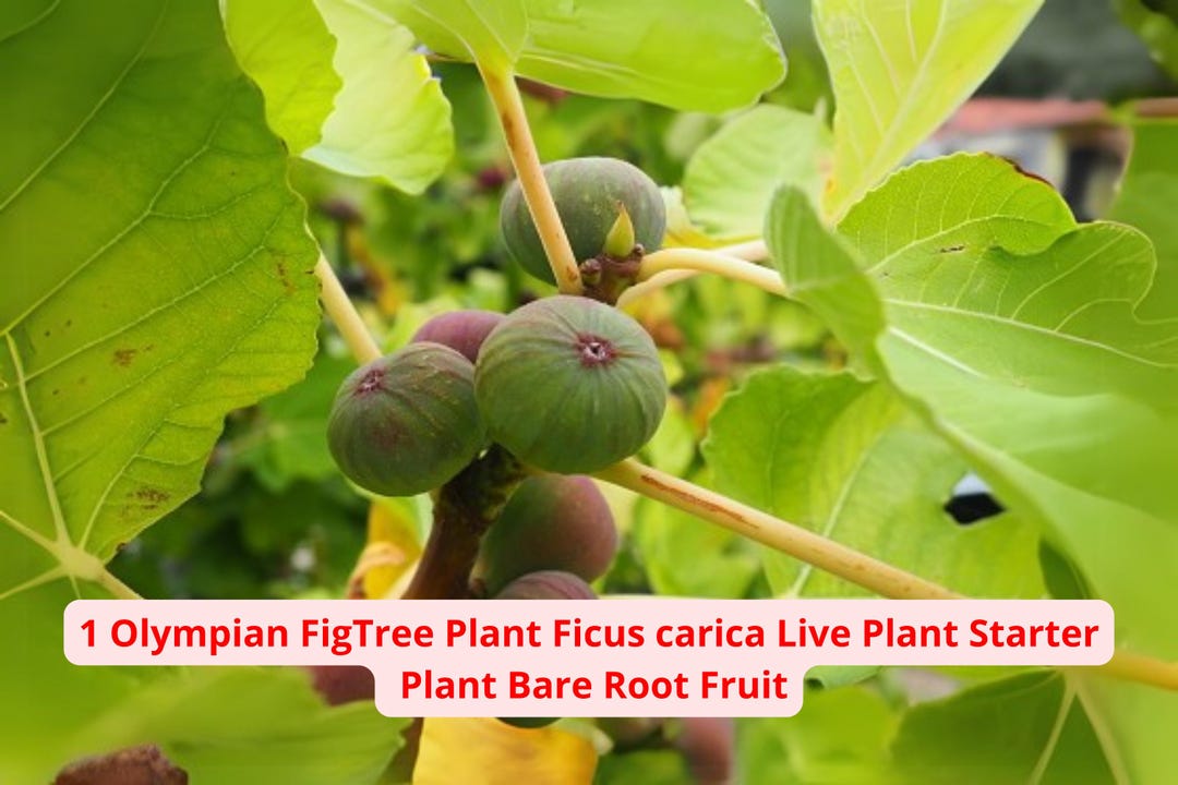 1 Olympian Fig Tree Live Plant – Ficus Carica Starter | Bare Root Fruit ...