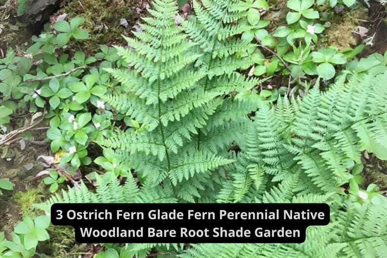 3 Ostrich Fern Bare Roots: Native Woodland Shade Plant - Etsy