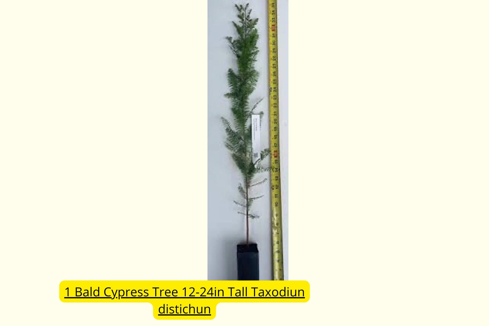 Bald Cypress Tree: Native Deciduous Conifer - 12-24 In - Etsy
