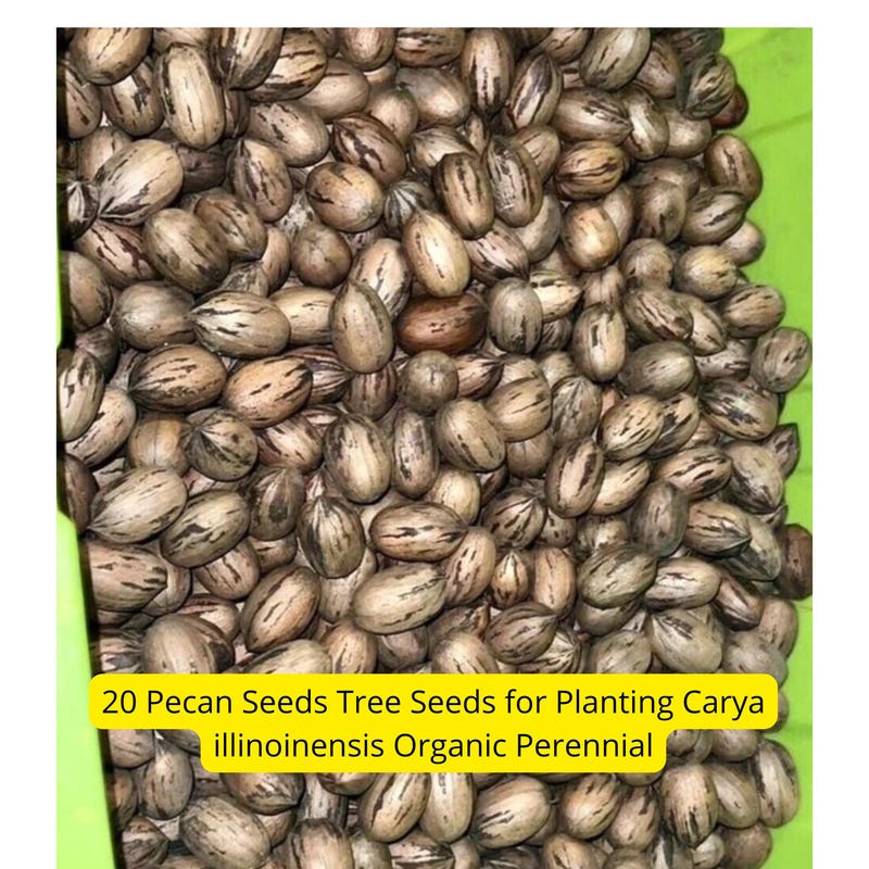 Pecan Tree - Etsy
