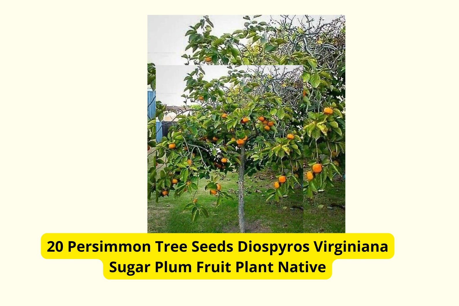 American Persimmon Tree Seeds: Native Sugar Plum Fruit, Edible Tree - Etsy