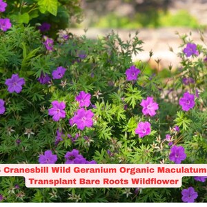 5 Wild Geranium Bare Root Plants: Native Shade Wildflower Transplants ...