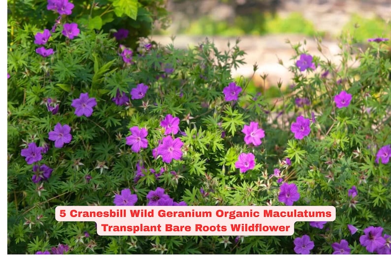 5 Wild Geranium Bare Root Plants: Native Shade Wildflower Transplants ...