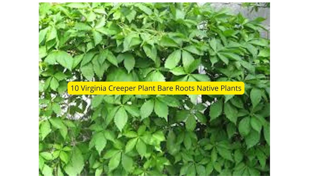 10 Virginia Creeper Vines: Hardy Bare Root Climber - Etsy