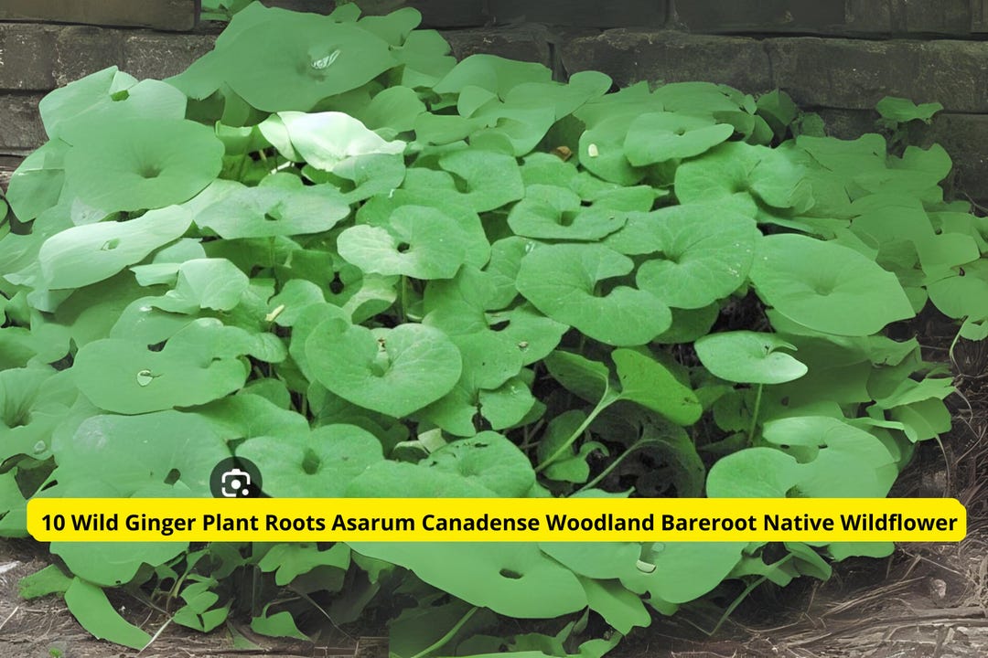 10 Wild Ginger Bare Root Plants: Native Woodland Groundcover - Etsy