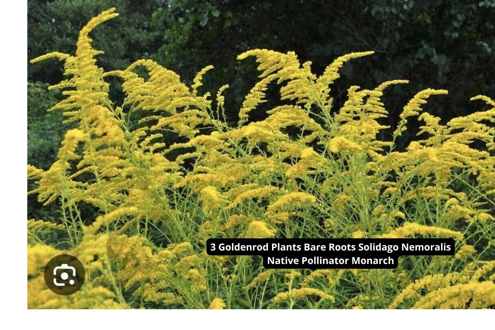 Bare Root Goldenrod Plants: Native Wildflower, Monarch & Pollinator ...