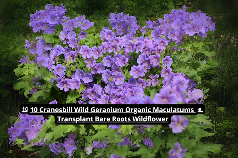 10 Wild Geranium Bare Roots: Organic Cranesbill Maculatum Plants - Etsy