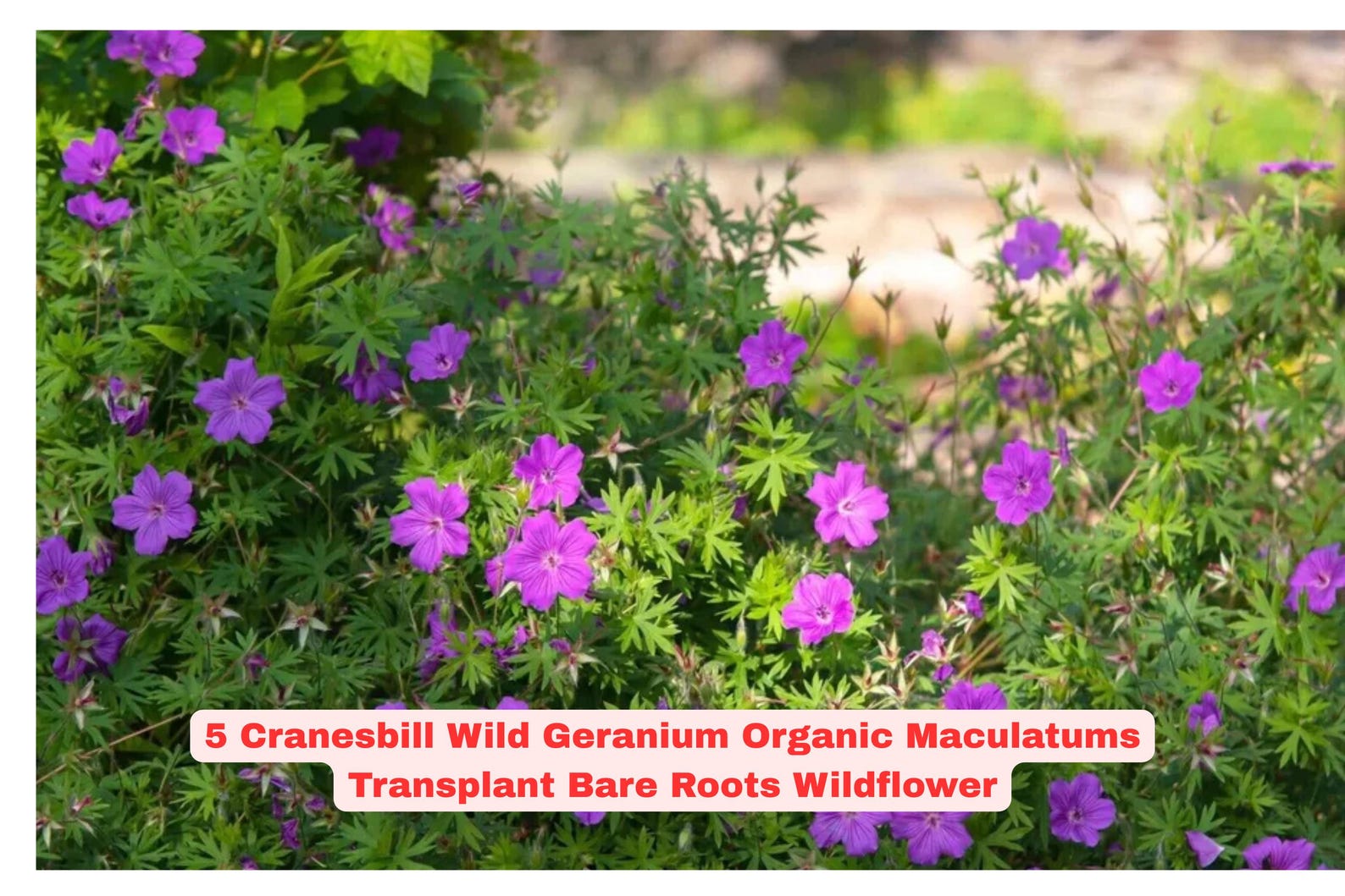 5 Wild Geranium Bare Root Plants: Native Shade Wildflower Transplants ...