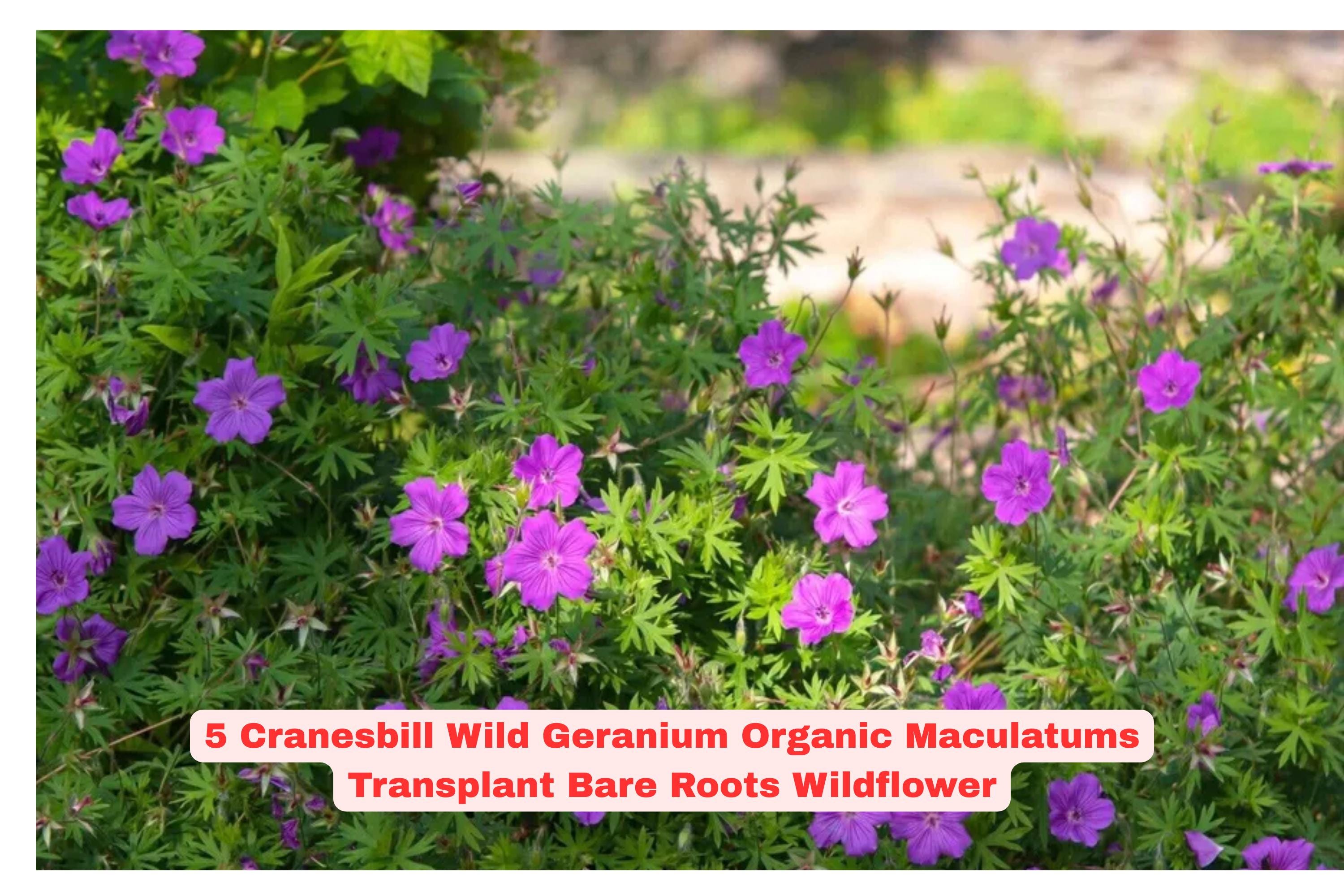 5 Wild Geranium Bare Root Plants: Native Shade Wildflower Transplants ...