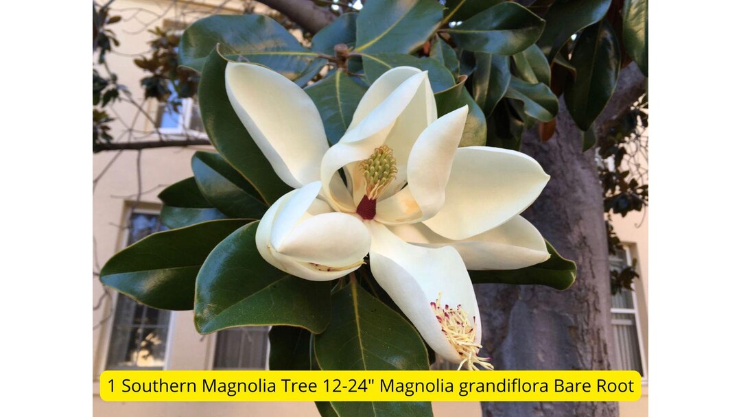 1 Southern Magnolia Tree 12-24" Magnolia Grandiflora Bare Root - Etsy