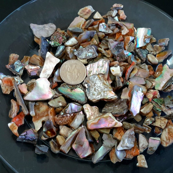 Abalone Blank - Etsy