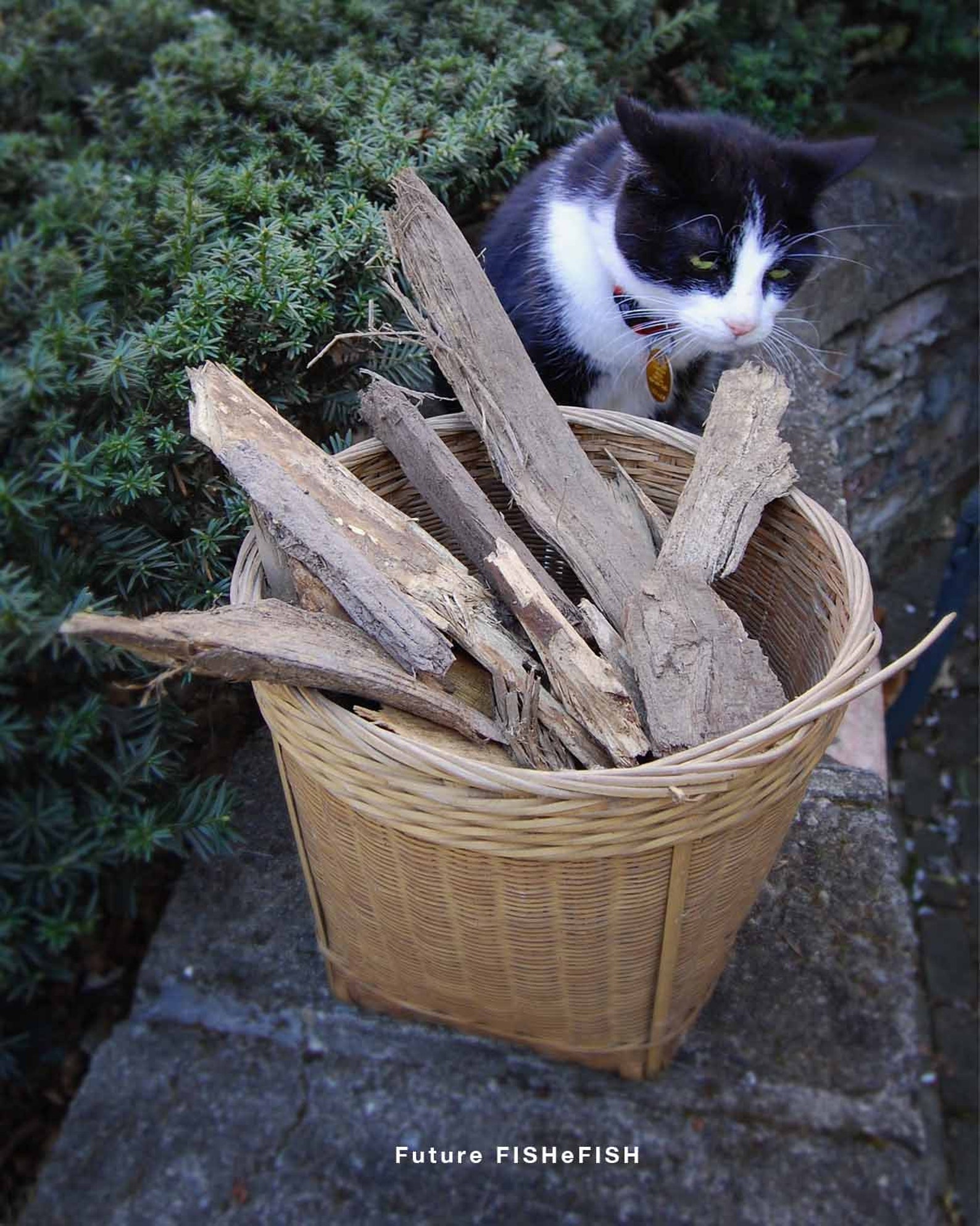 Fish Eat Fish Wood Fish Art - Etsy