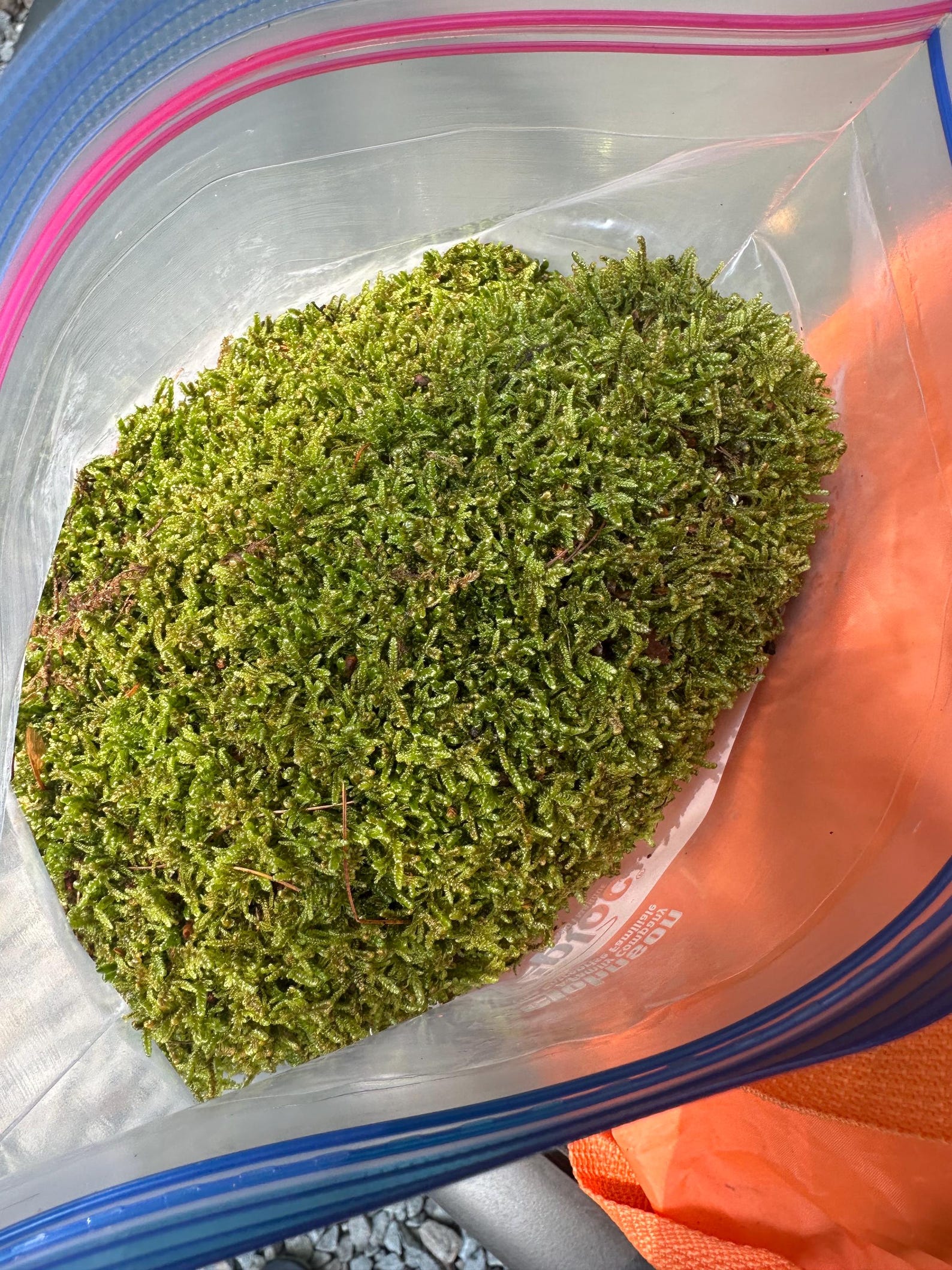 Live Moss Assortment for Terrariums and Gardens – Various Types - Etsy