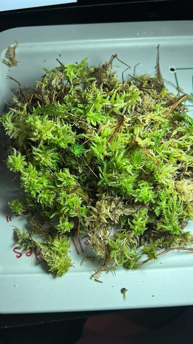 Live Moss Assortment for Terrariums and Gardens – Various Types - Etsy