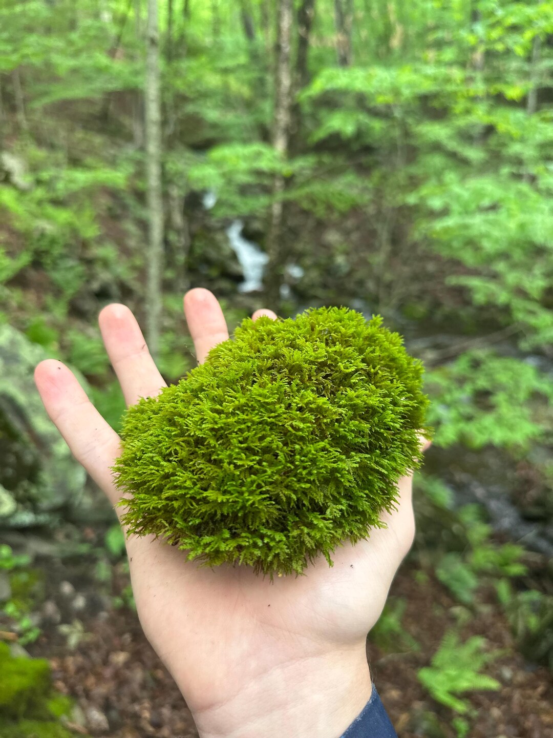 Wild Living Moss - Diffrent Types of Moss Perfect for Terrariums and ...