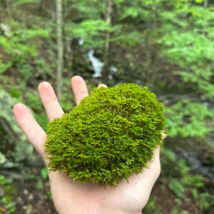 Live Moss Assortment for Terrariums and Gardens – Various Types - Etsy