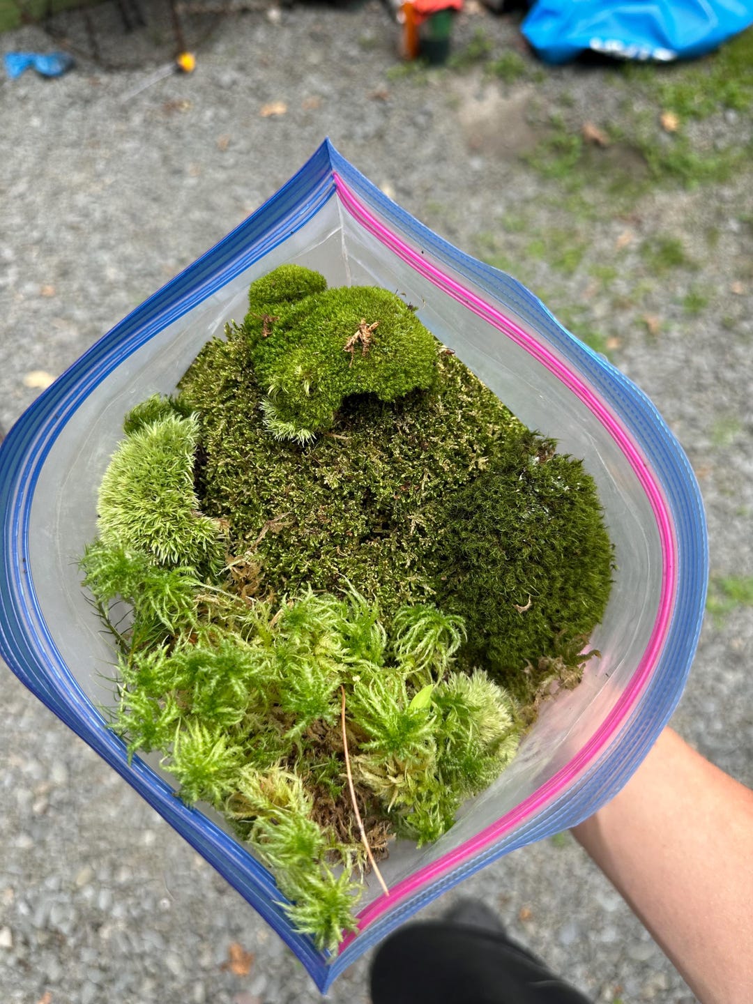 Live Moss Assortment for Terrariums and Gardens – Various Types - Etsy