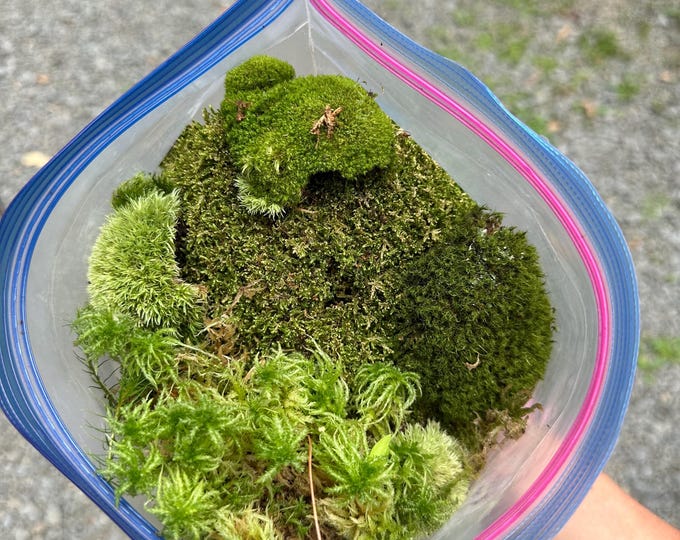 Wild Living Moss - Diffrent Types of Moss Perfect for Terrariums and ...