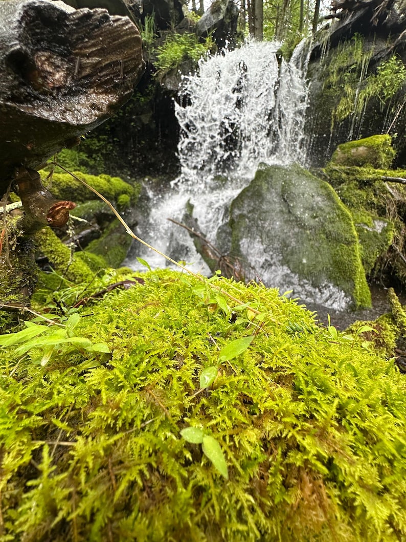 Live Moss Assortment for Terrariums and Gardens – Various Types - Etsy