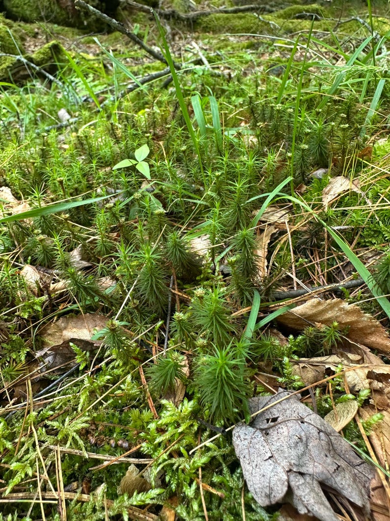 Live Moss Assortment for Terrariums and Gardens – Various Types - Etsy