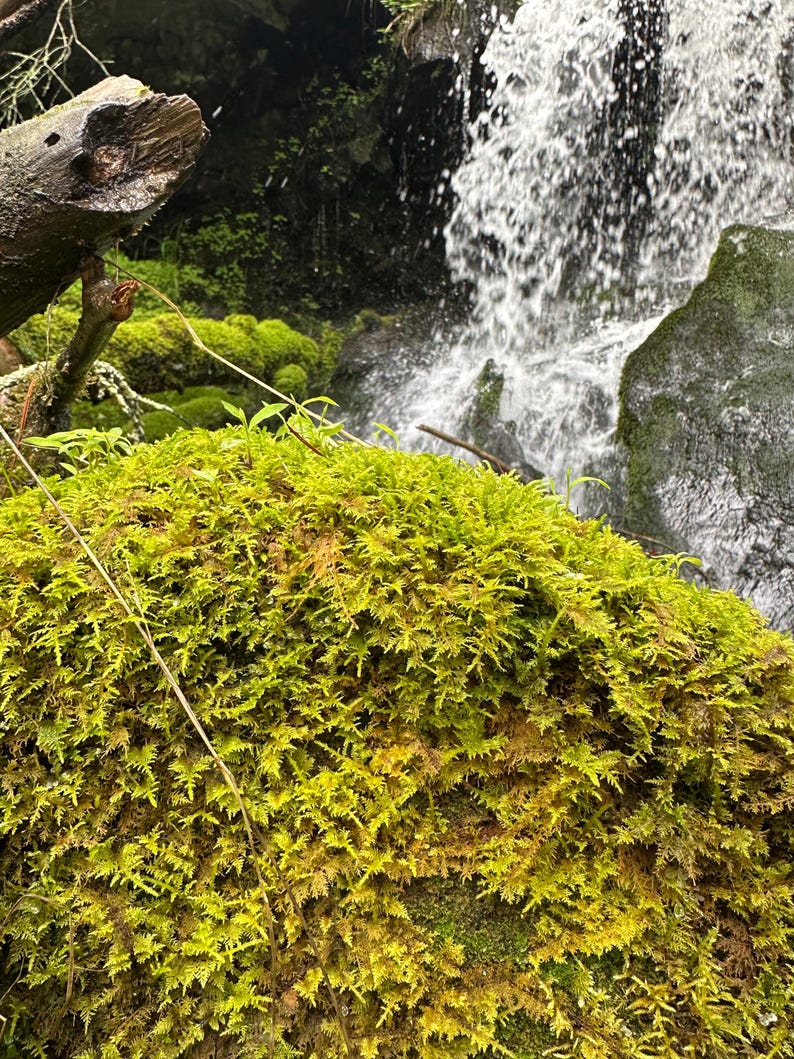 Live Moss Assortment for Terrariums and Gardens – Various Types - Etsy