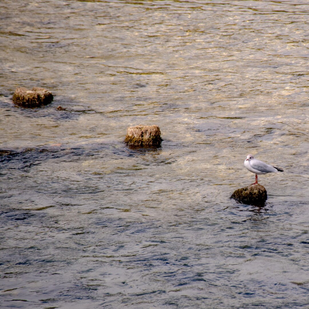 Seagull Coastal Photography Print: Minimalist Zen Decor (digital ...