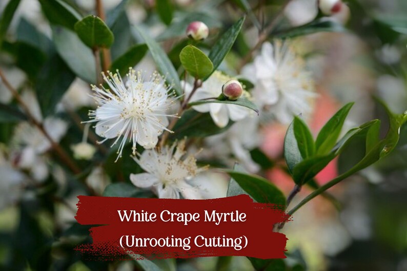 White Bloom Crape Myrtle Cuttings – Fresh Lagerstroemia for Propagation ...