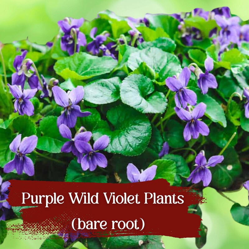 Wild Violet Seeds - Etsy