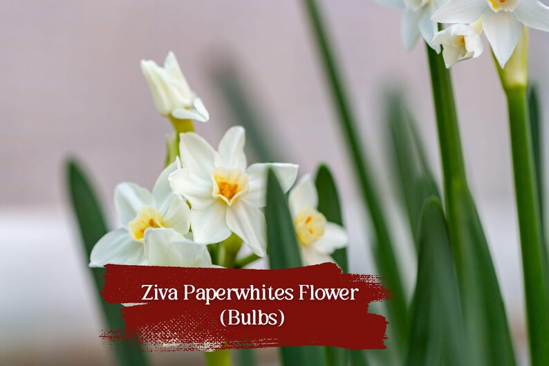 10 Ziva Paperwhites Bulbs – Fragrant White Narcissus, Easy Indoor ...