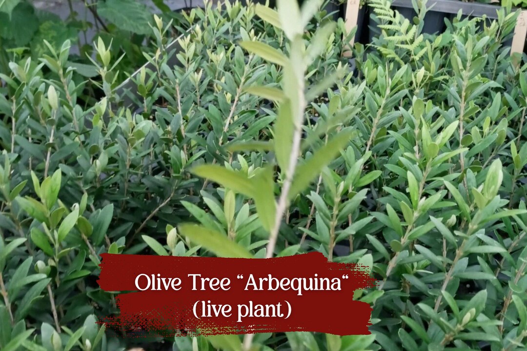 Arbequina Olive Tree Live Plant – Mediterranean Fruit Tree Starter - Etsy