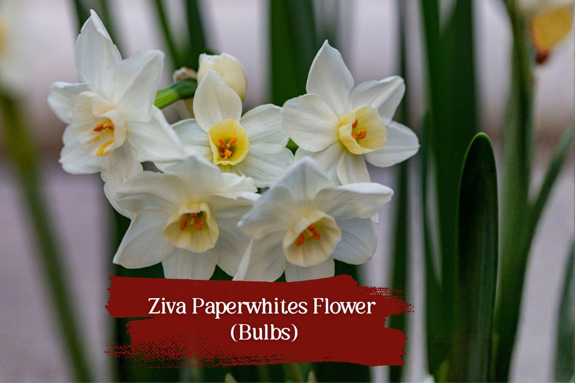 10 Ziva Paperwhites Bulbs – Fragrant White Narcissus, Easy Indoor ...
