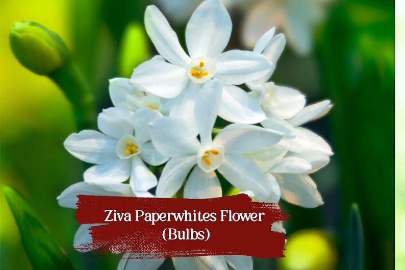 10 Ziva Paperwhites Bulbs – Fragrant White Narcissus, Easy Indoor ...