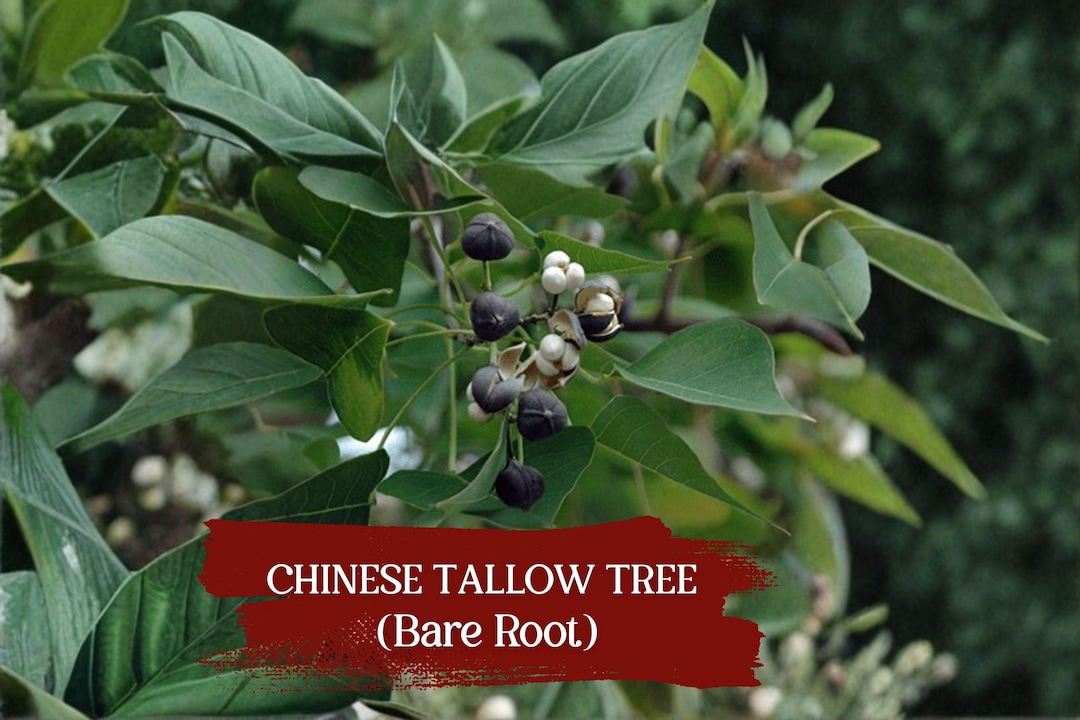 Chinese Tallow Tree • Fast-growing Ornamental Shade Tree (bare Root) - Etsy