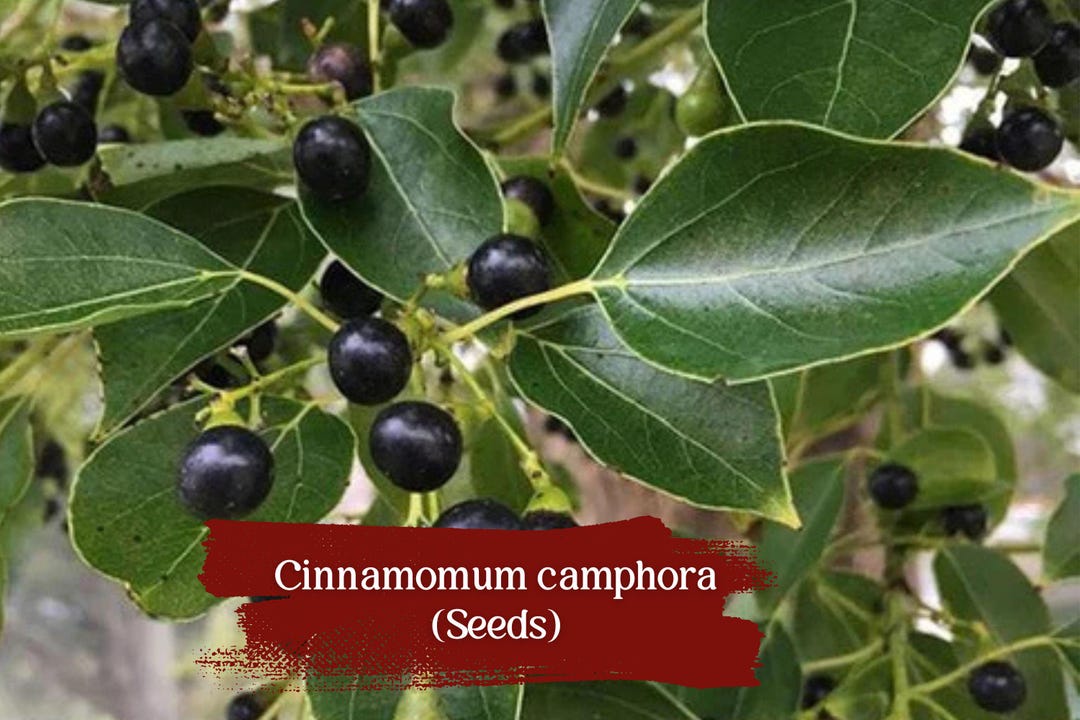 Camphor Tree Seeds – Cinnamomum Camphora, Aromatic Shade Tree - Etsy
