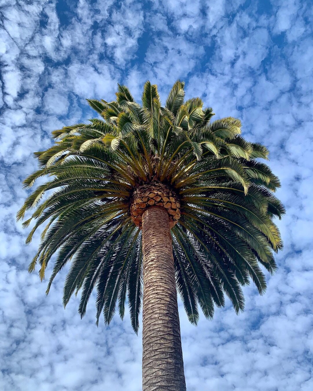 Palm Tree - Etsy