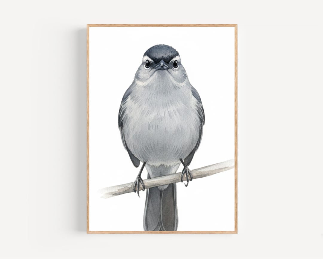 Gray Catbird Watercolor Painting Print Framed Poster or Canvas Gray ...