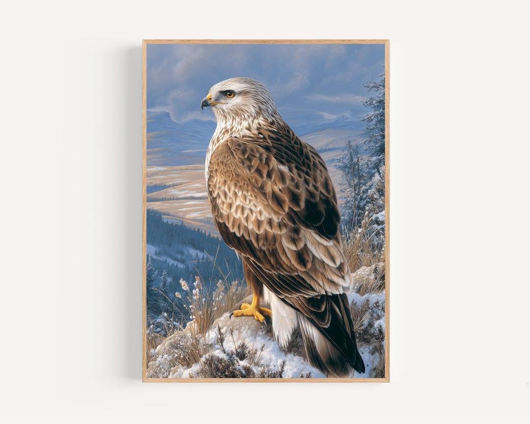 Rough Legged Hawk Oil Painting Print Framed Poster or Canvas Rough ...