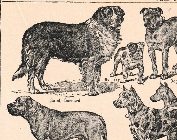 Antique French Print Working Dogs Dictionary Page 1920s Illustrations ...