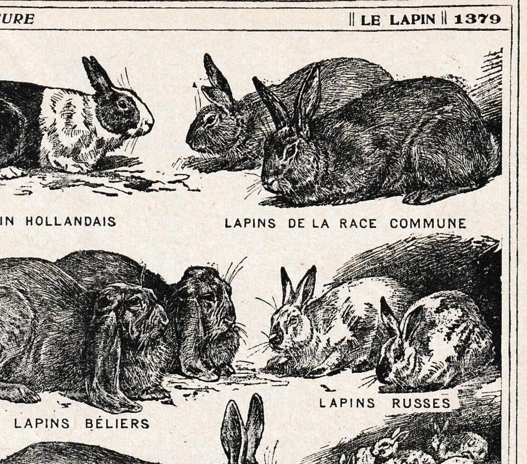 Antique French Print Rabbits 1920s Engraved Dictionary Page Bunny ...