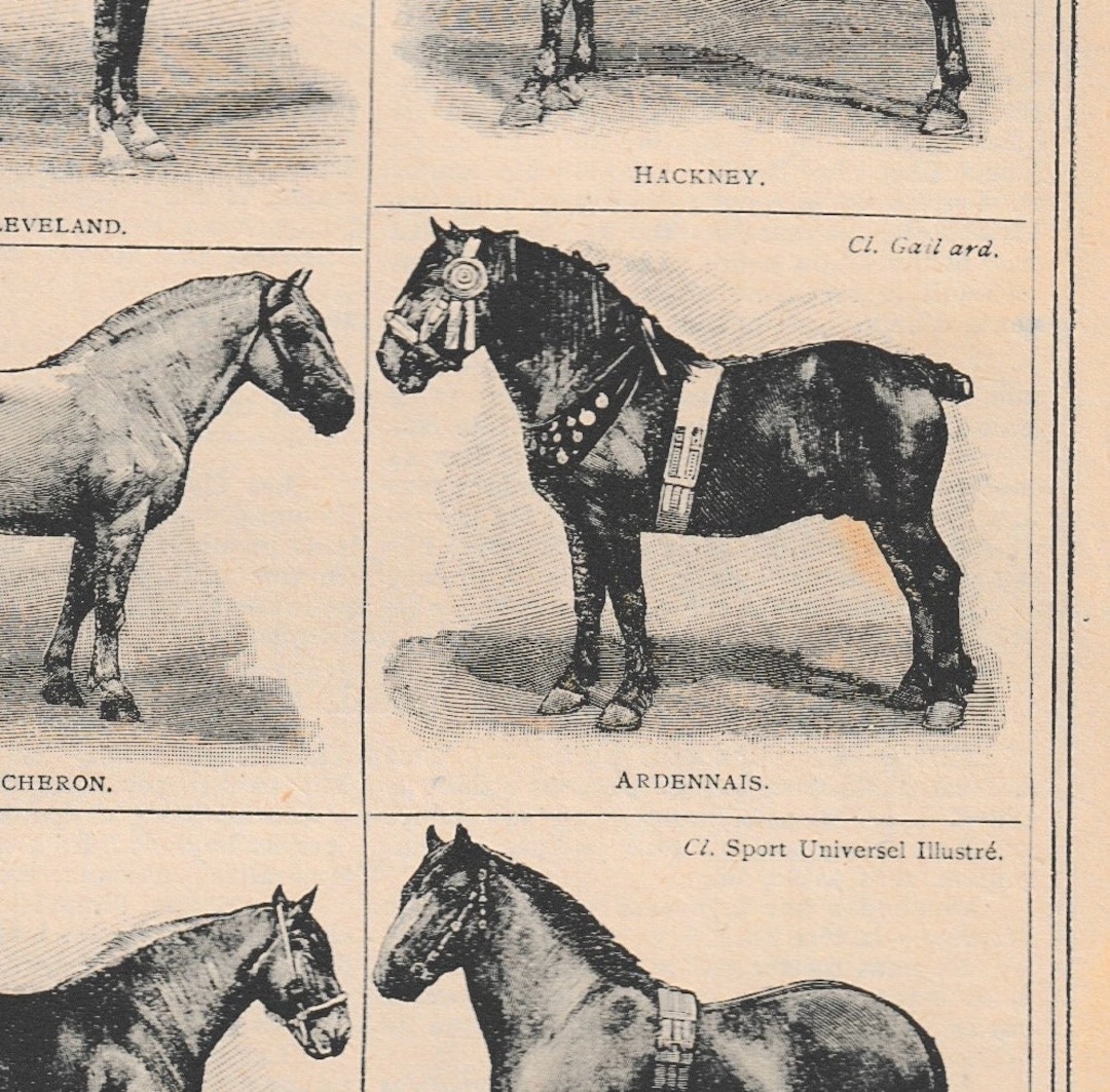 Antique French Print Cart Horses Dictionary Page 1920s Engraved ...