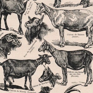Original Antique French Goats Print 1920s Engraved Illustrations Book ...
