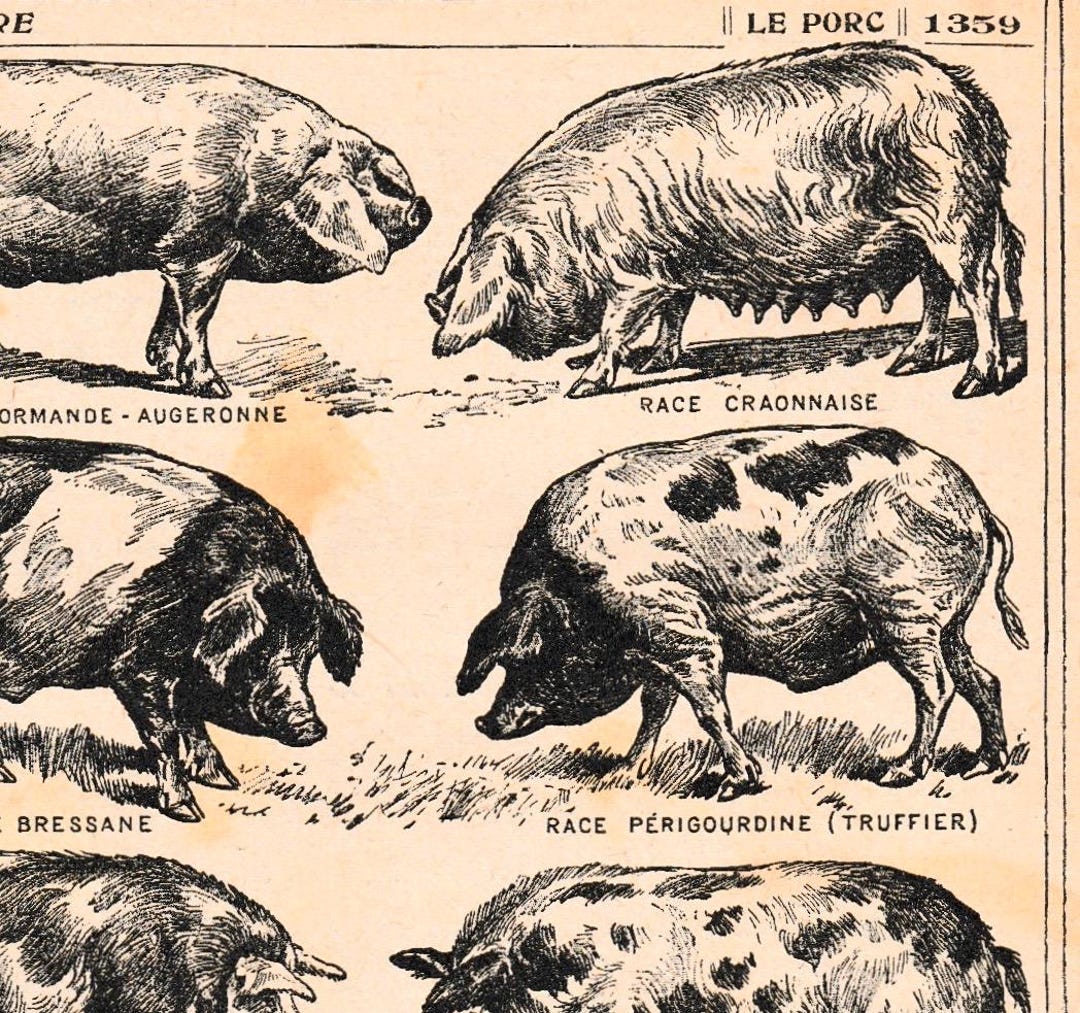Antique French Print Pigs Piglets 1920s Engraved Book Page ...