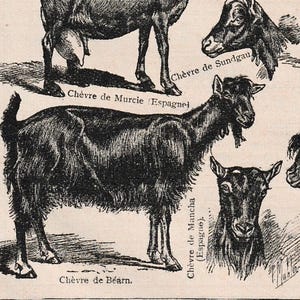 Original Antique French Goats Print 1920s Engraved Illustrations Book ...