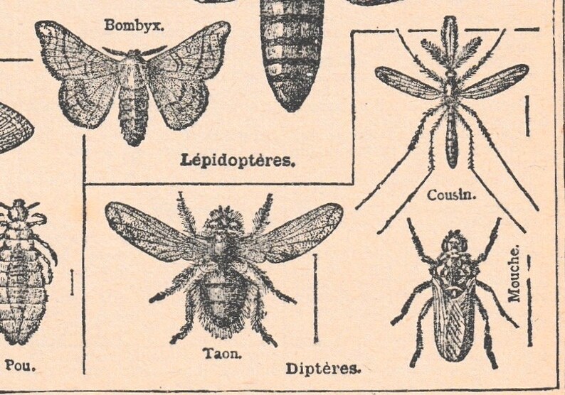Antique French Print Bees Butterflies Engravings Insects 1920s ...