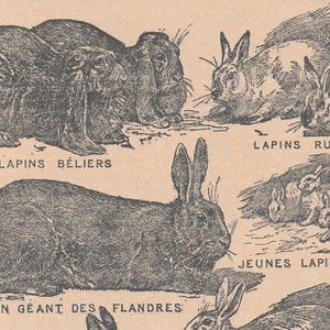 Antique French Print Rabbits 1920s Engraved Dictionary Page Bunny ...