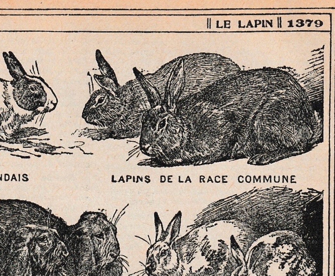 Antique French Print Rabbits 1920s Engraved Dictionary Page Bunny ...