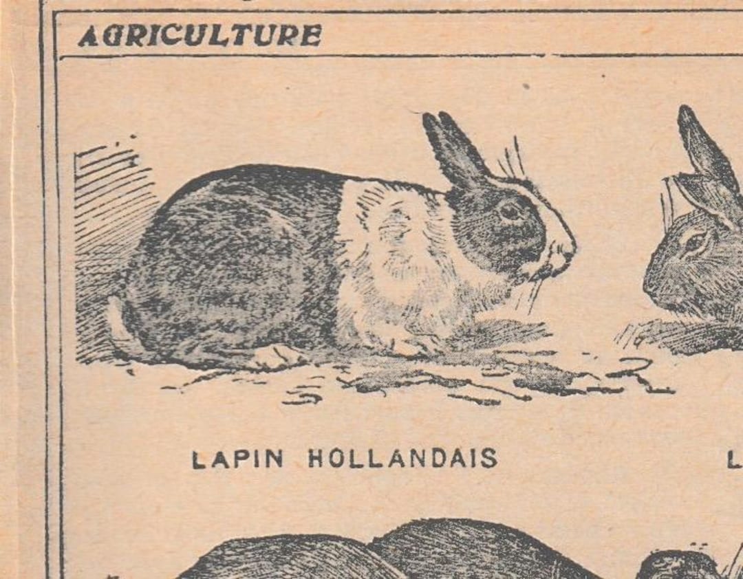 Antique French Print Rabbits 1920s Engraved Dictionary Page Bunny ...