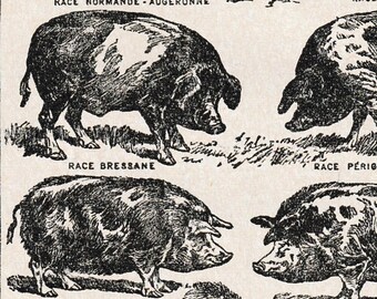 Antique French Print Pigs Piglets 1920s Engraved Book Page ...