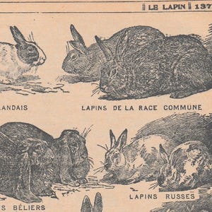 Antique French Print Rabbits 1920s Engraved Dictionary Page Bunny ...
